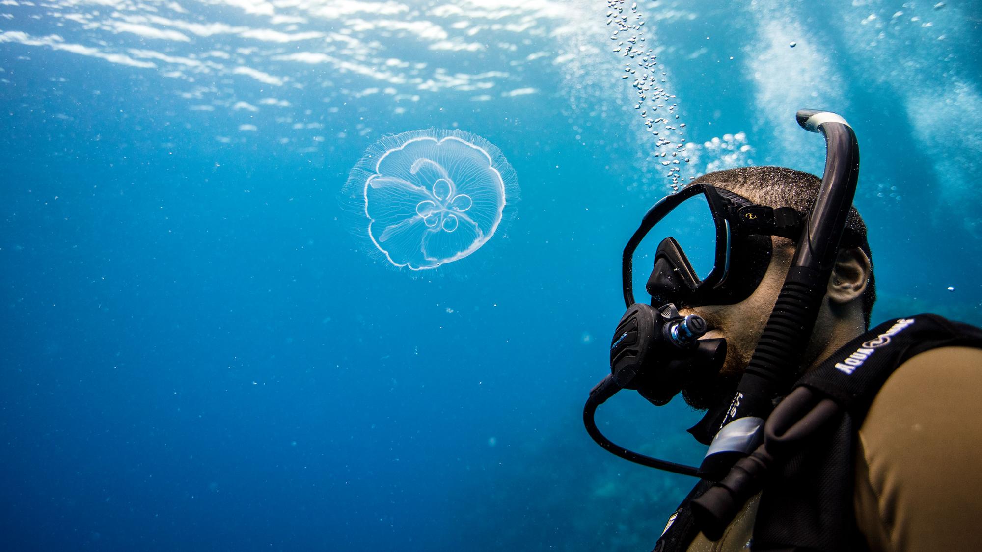 Courses - International Scuba